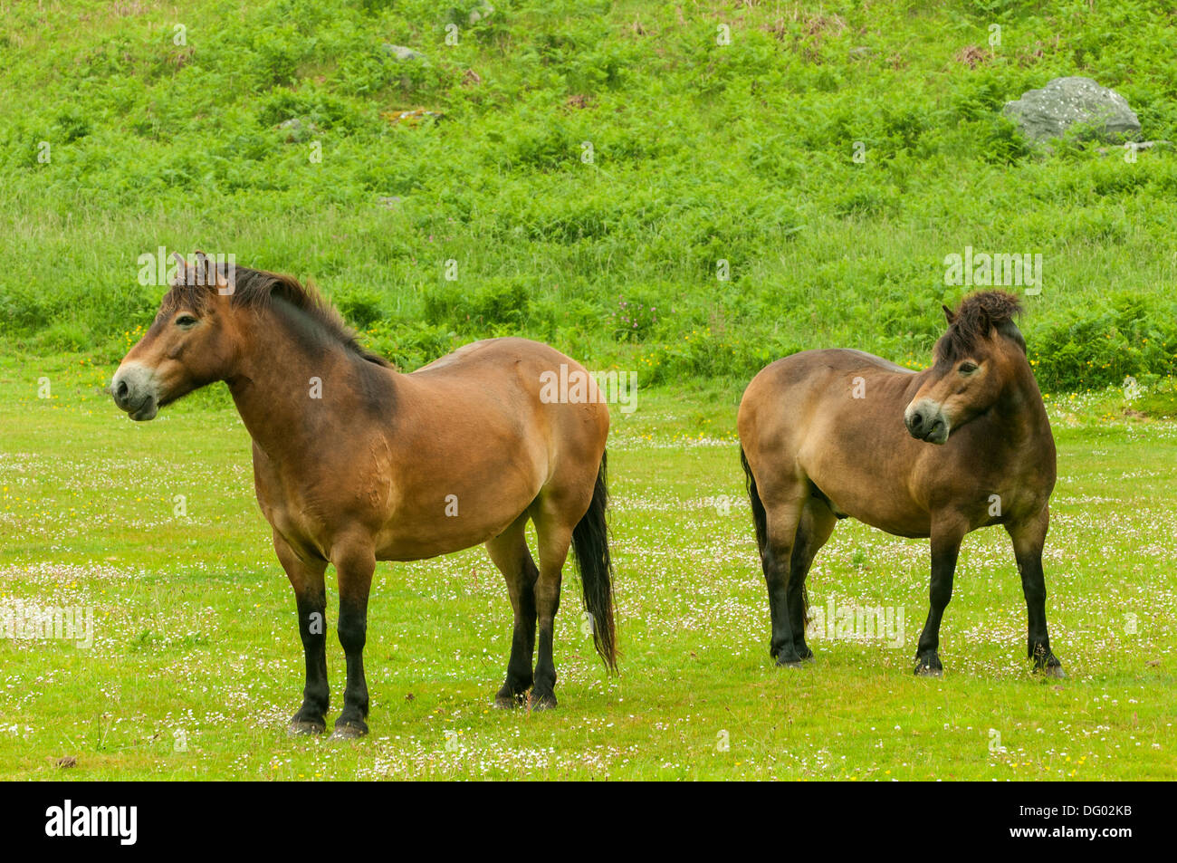Exmoor Ponies at Valley of Rocks, Devon, England Stock Photo - Alamy