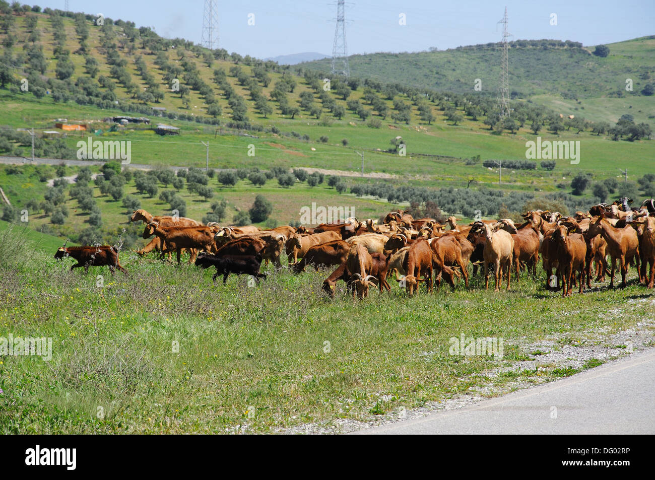 Goat farming spain hi-res stock photography and images - Alamy