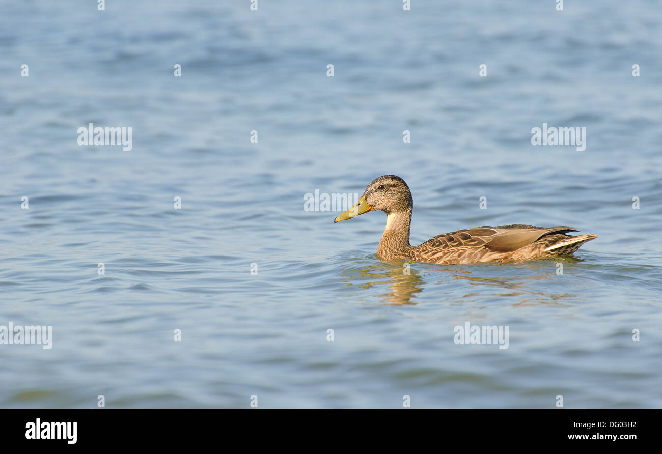 Duck swimming in water hi-res stock photography and images - Alamy