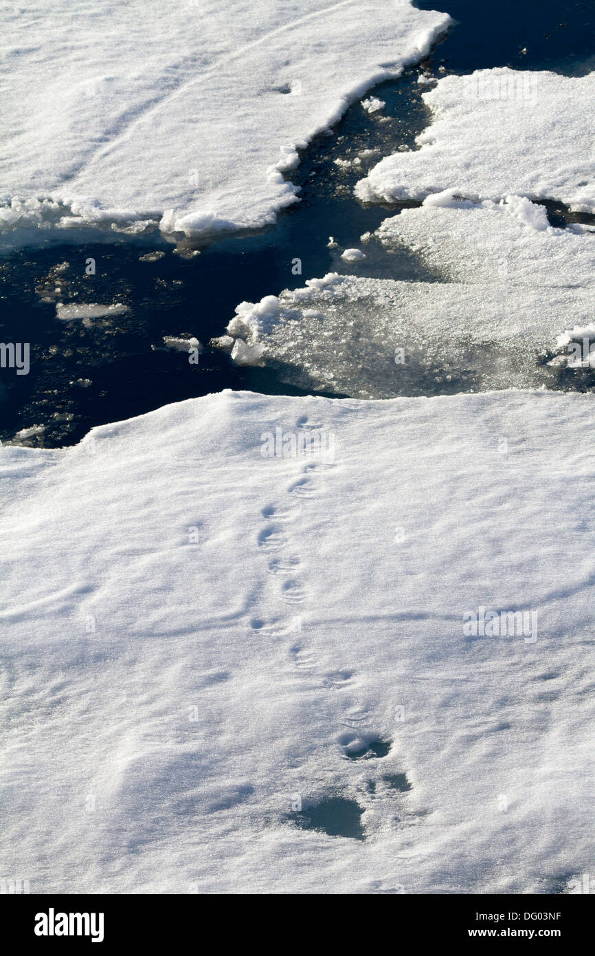 Polar bear paw prints on light pack ice above the 80th parallel ...