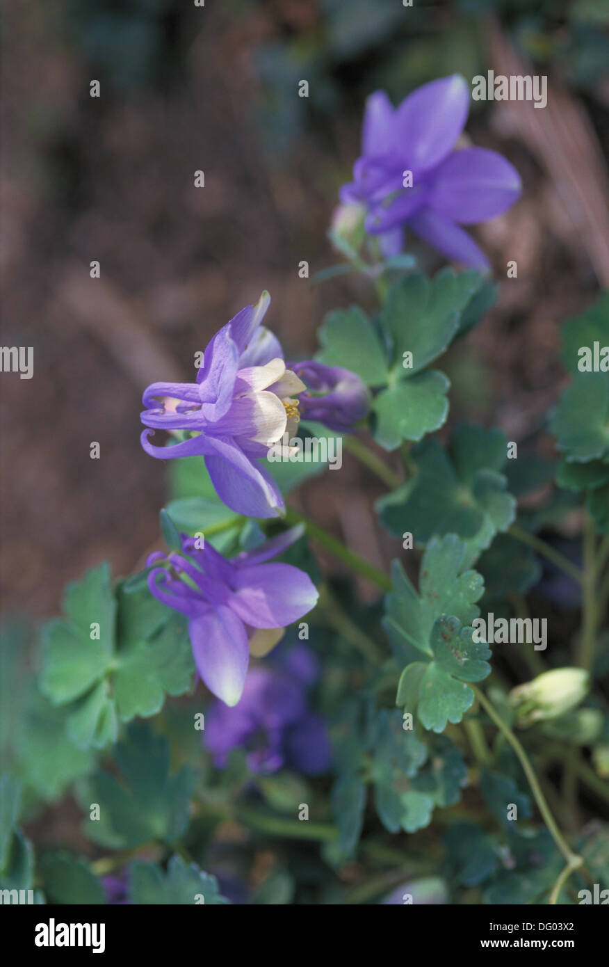 Aquilegia flabellata hi-res stock photography and images - Alamy