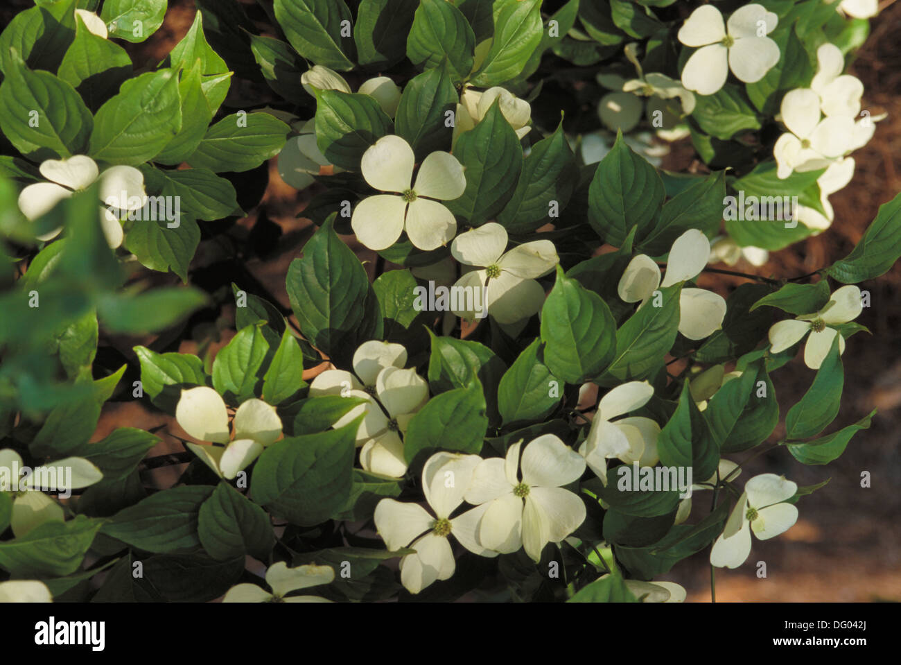 Ruth Ellen High Resolution Stock Photography and Images - Alamy