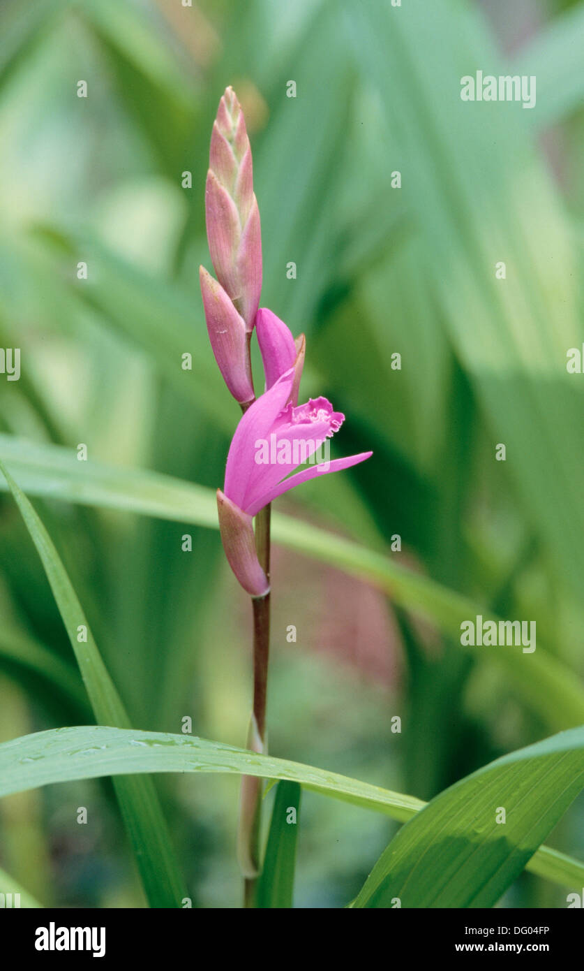 Terrestrial Orchid (Bletilla hyacinthia), Pink Stock Photo - Alamy