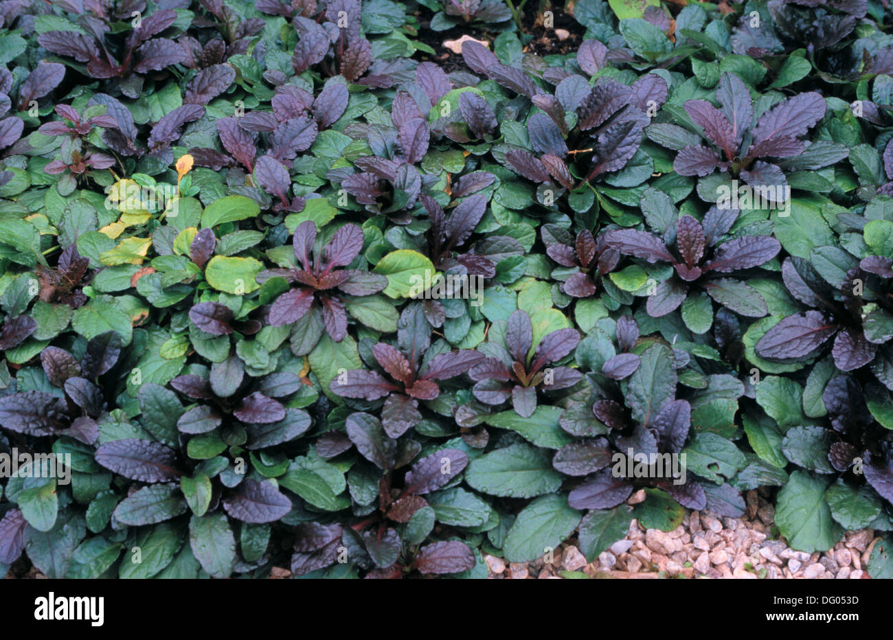 Carpet Bugleweed