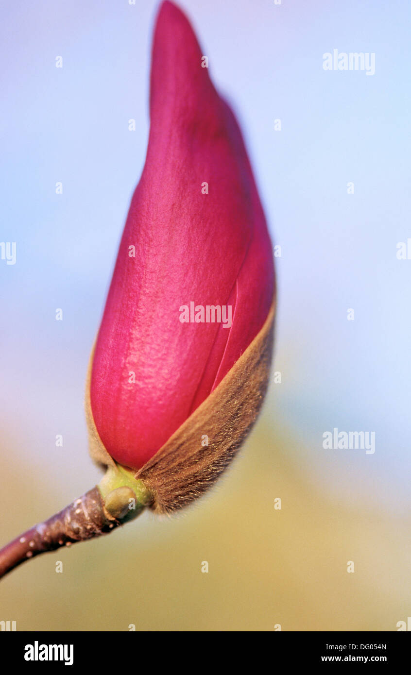 Royal crown close up hi-res stock photography and images - Alamy