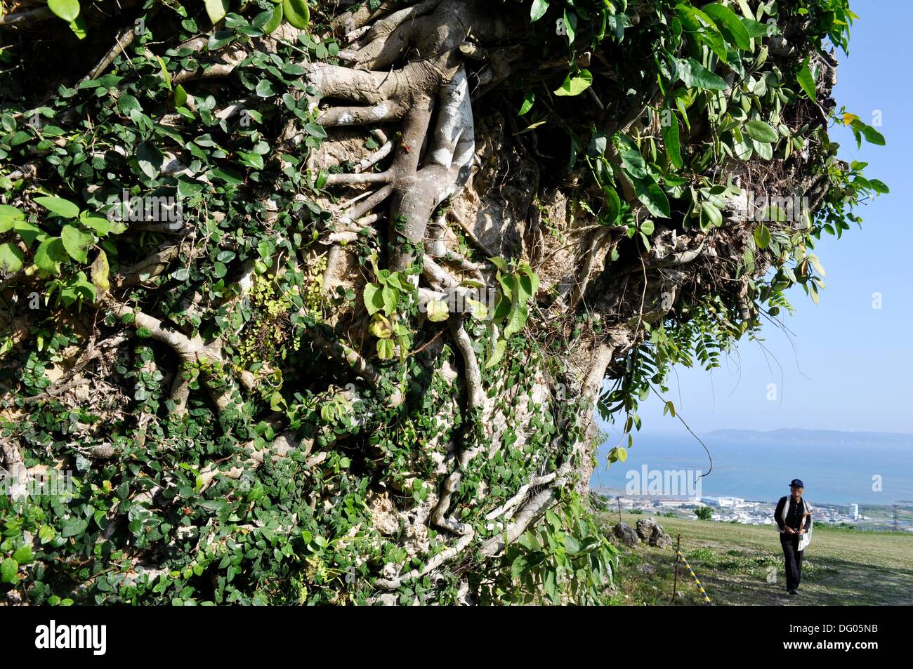 Rock and roots hi-res stock photography and images - Alamy