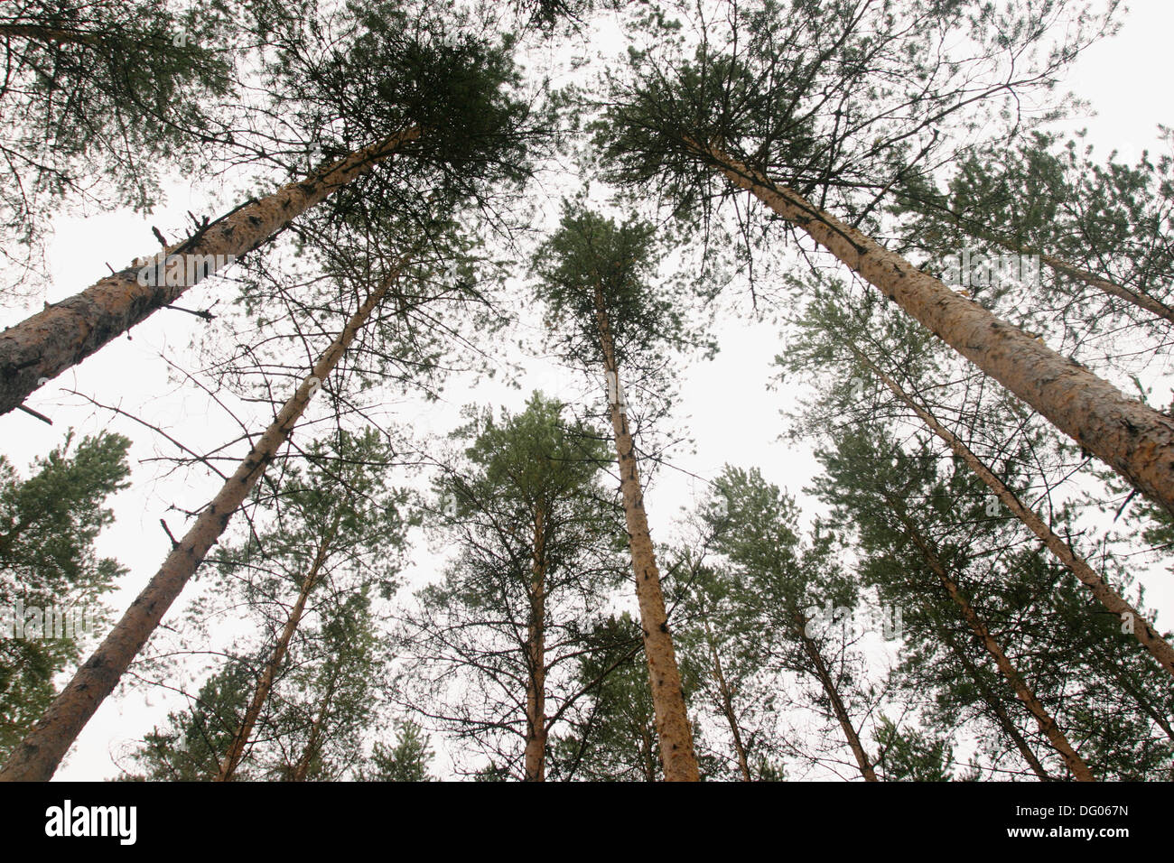 S s lapland hi-res stock photography and images - Alamy