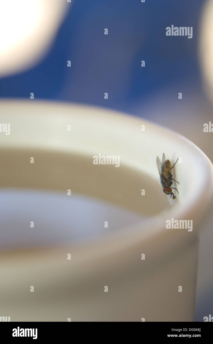 Fly drinking from a cup of water Stock Photo - Alamy