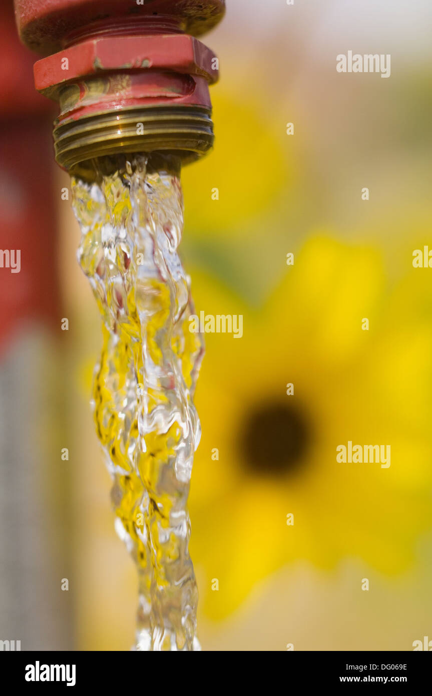 Water flowing from hydrant with sunflower Stock Photo - Alamy