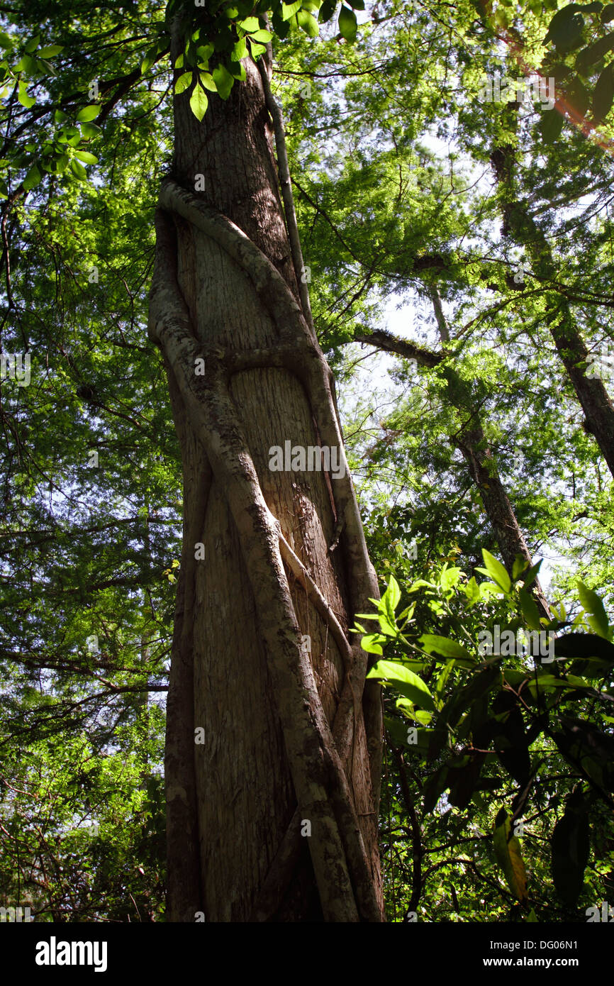 Strangler Fig Around Tree High Resolution Stock Photography and Images ...