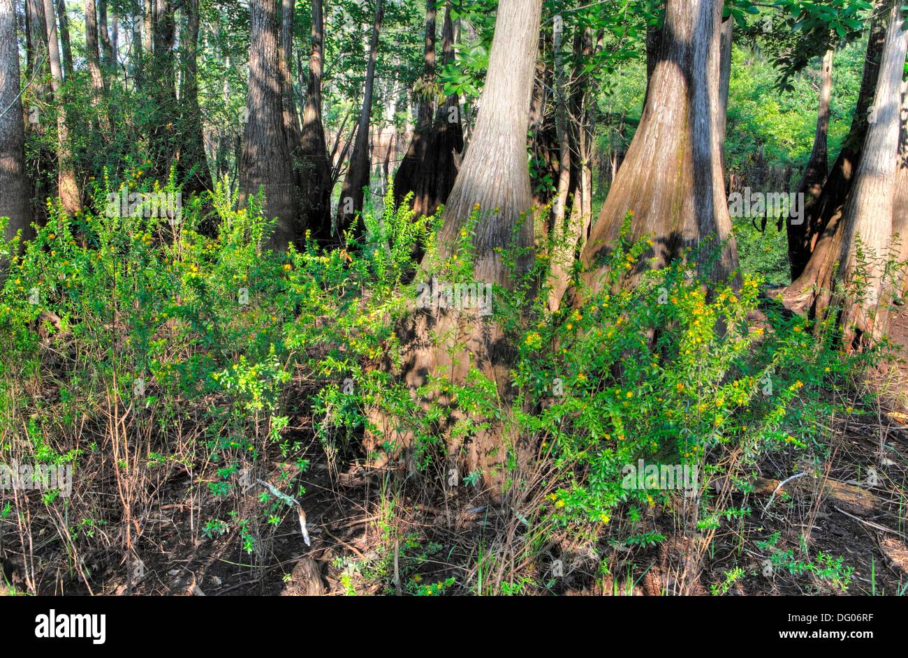Edge dead lake state park hi-res stock photography and images - Alamy