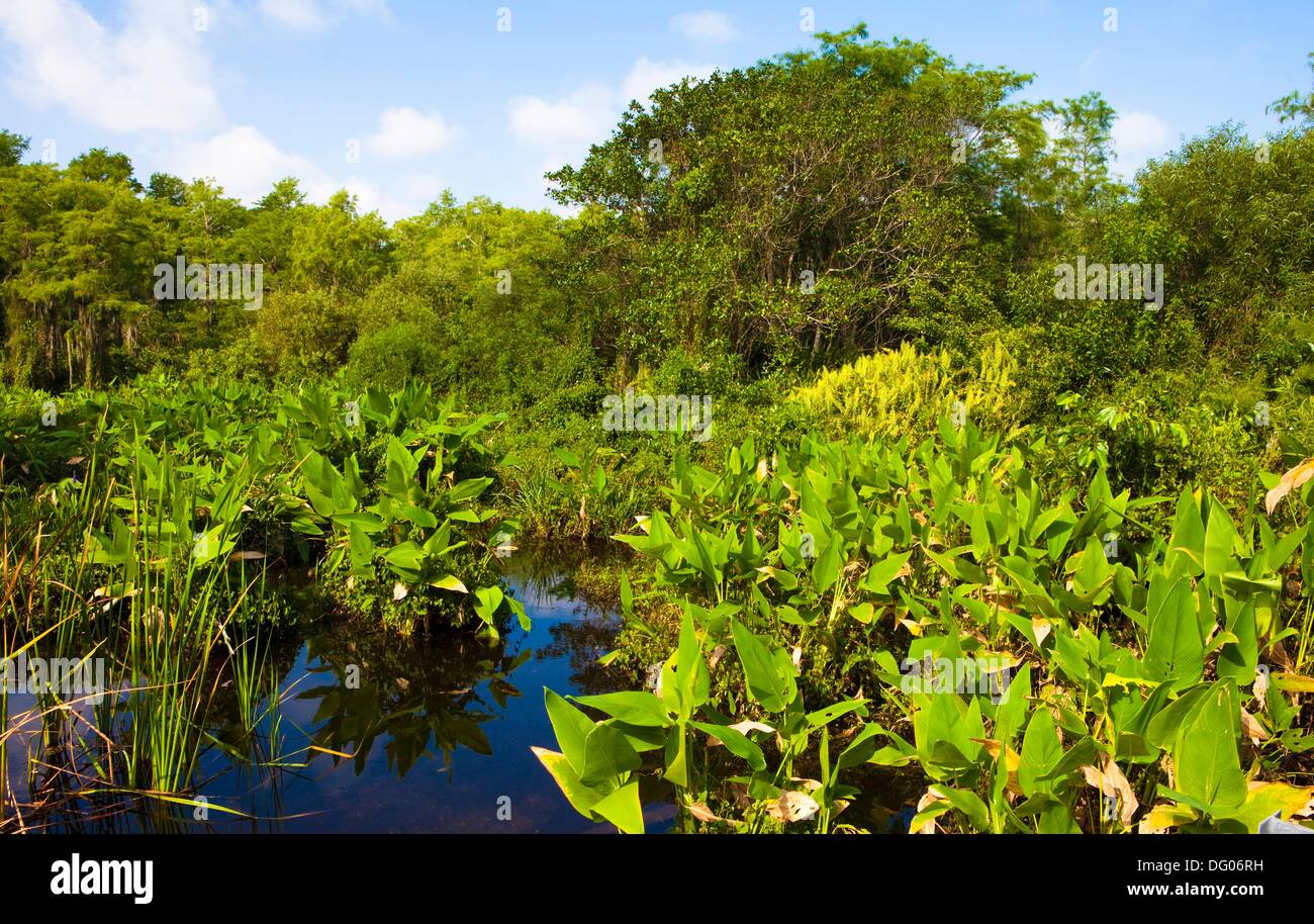 Swamp, Big Cypress National Preserve, Florida Stock Photo - Alamy