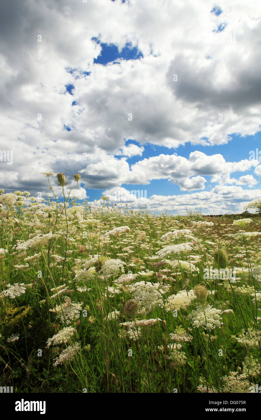 Yarrow type hi-res stock photography and images - Alamy