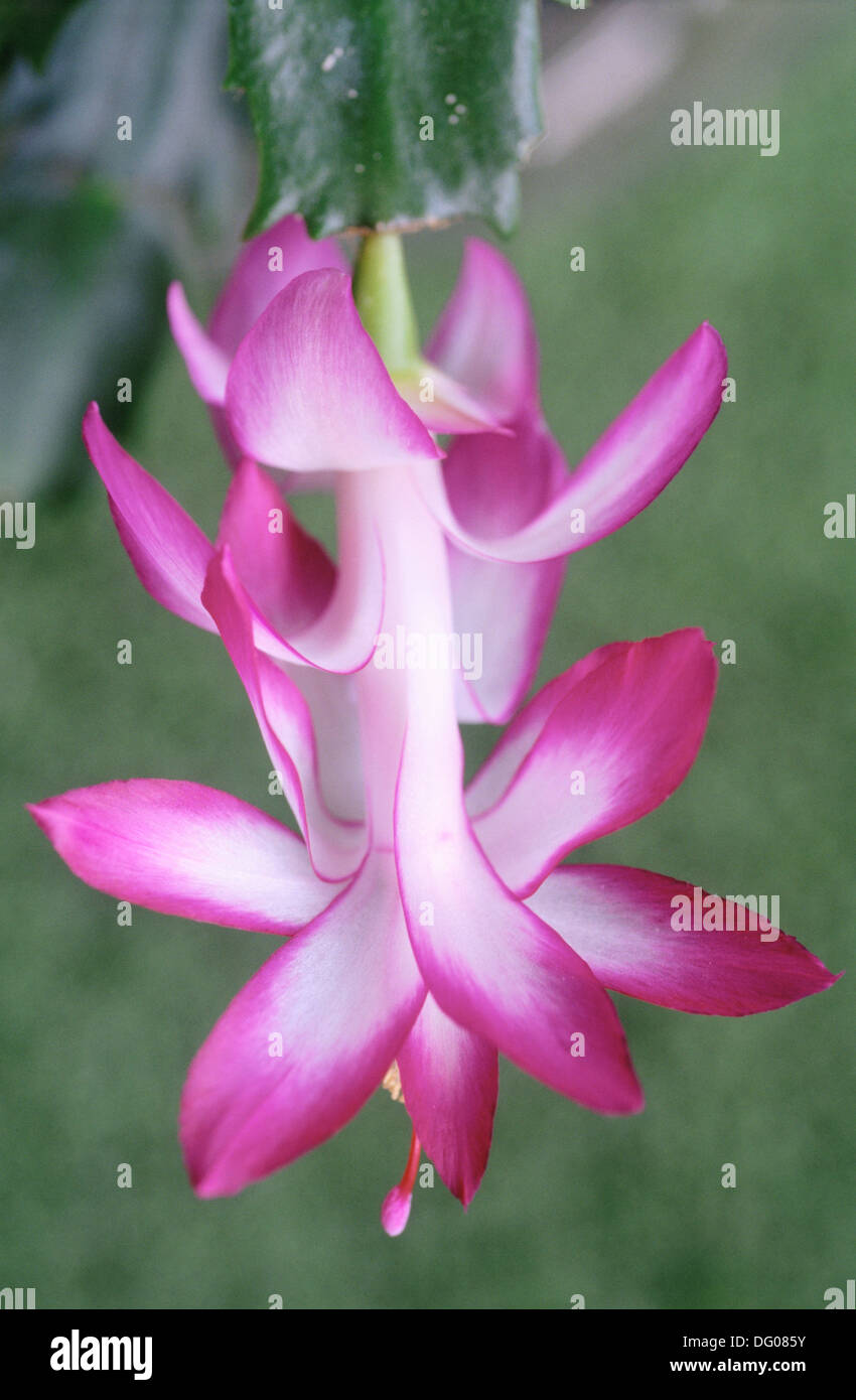 Bridgesii hi-res stock photography and images - Alamy