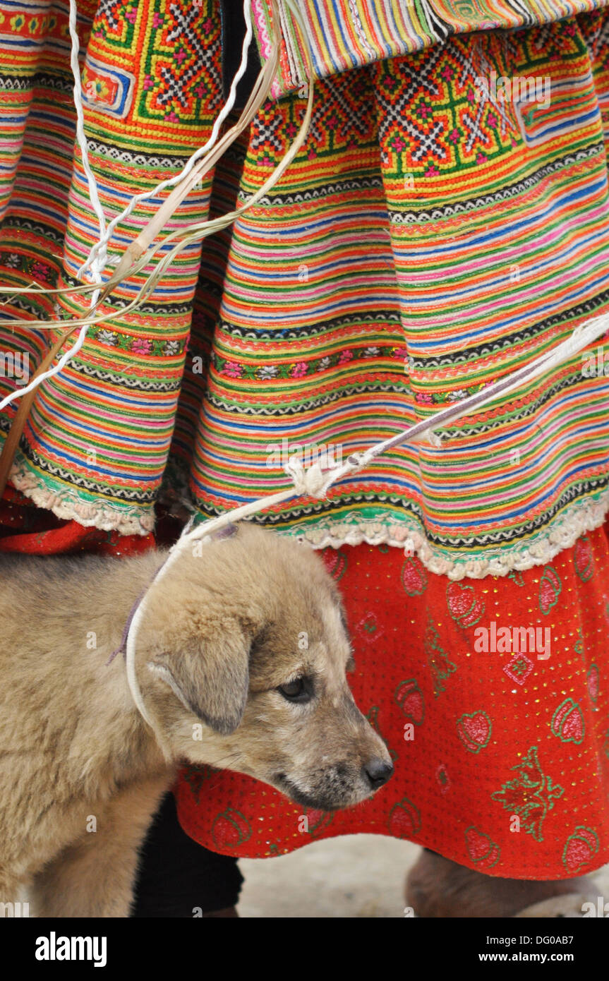 Hmong Dog High Resolution Stock Photography and Images - Alamy