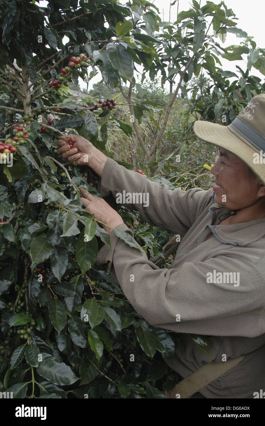 Laos paksong coffee hi-res stock photography and images - Alamy