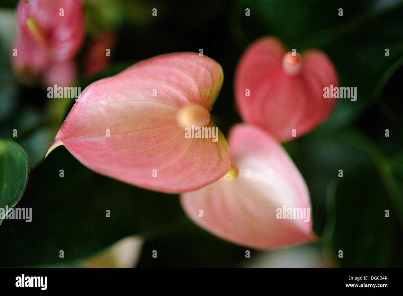 Anthurium schott hi-res stock photography and images - Alamy
