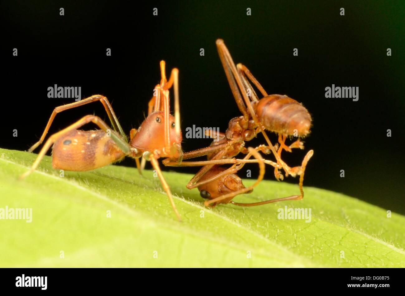 Red ant mimic spider hi-res stock photography and images - Alamy
