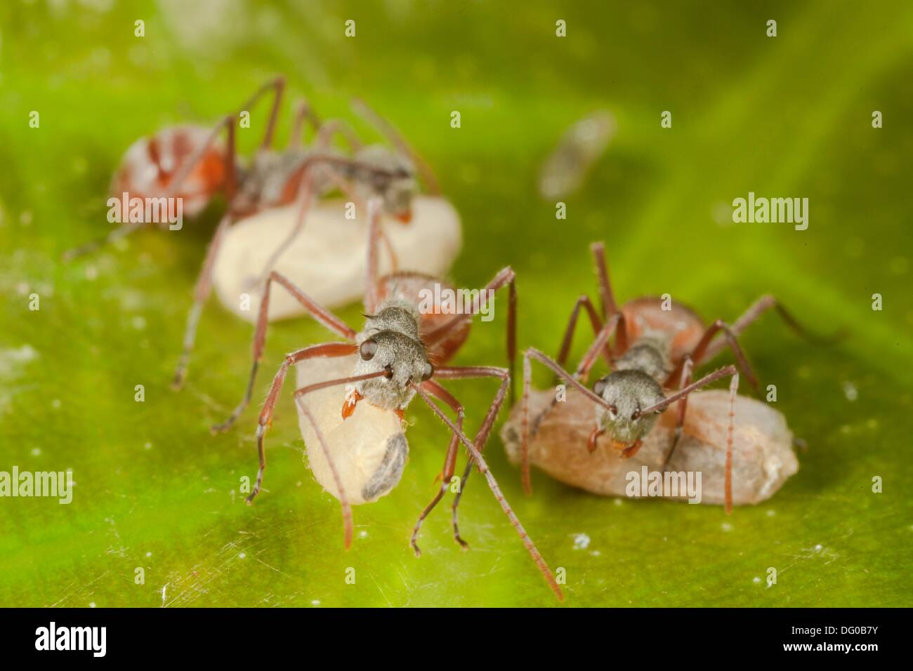 Ants from skudup hi-res stock photography and images - Alamy