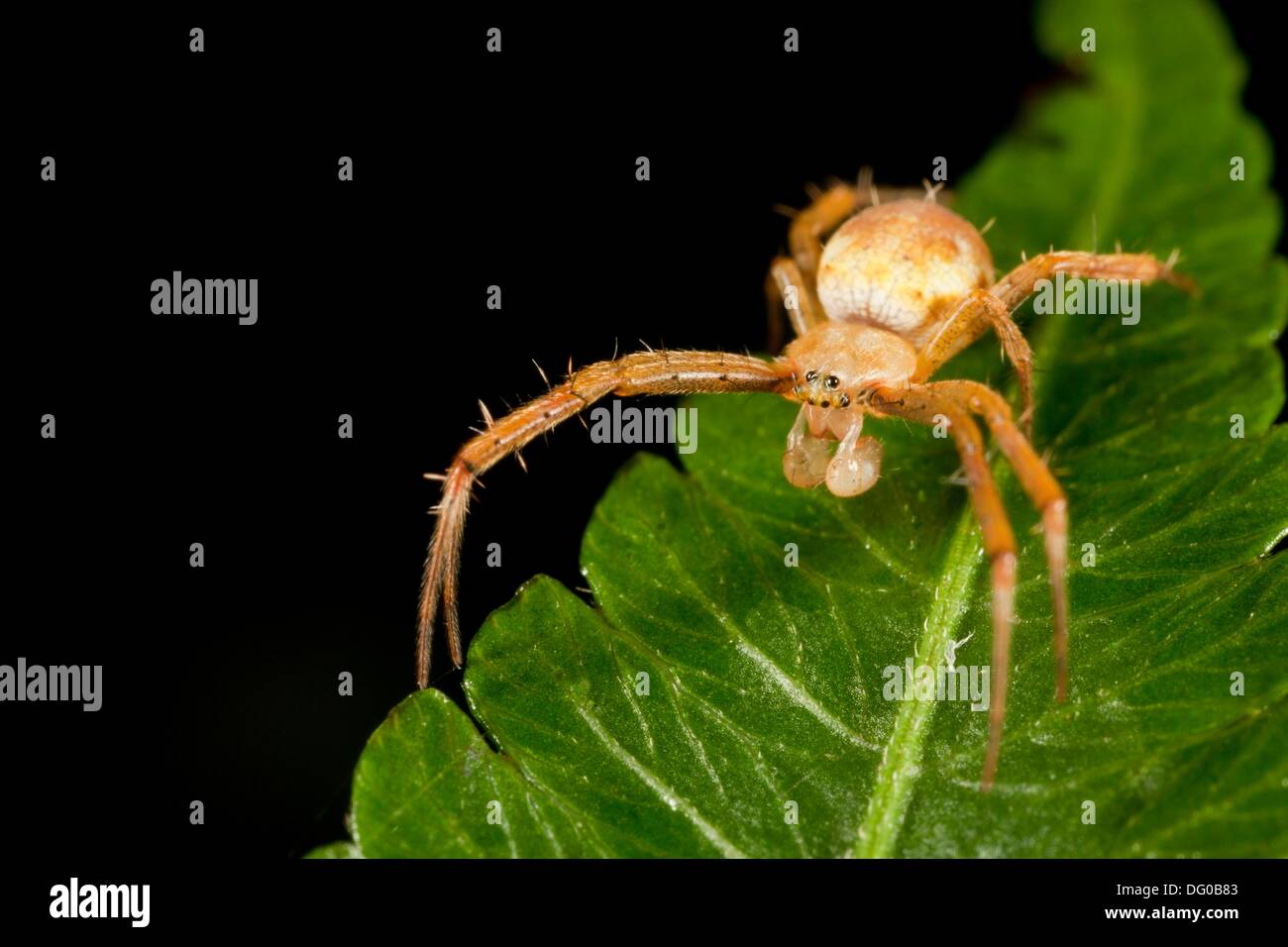Spider from Kampung Skudup, Sarawak, Malaysia Stock Photo - Alamy