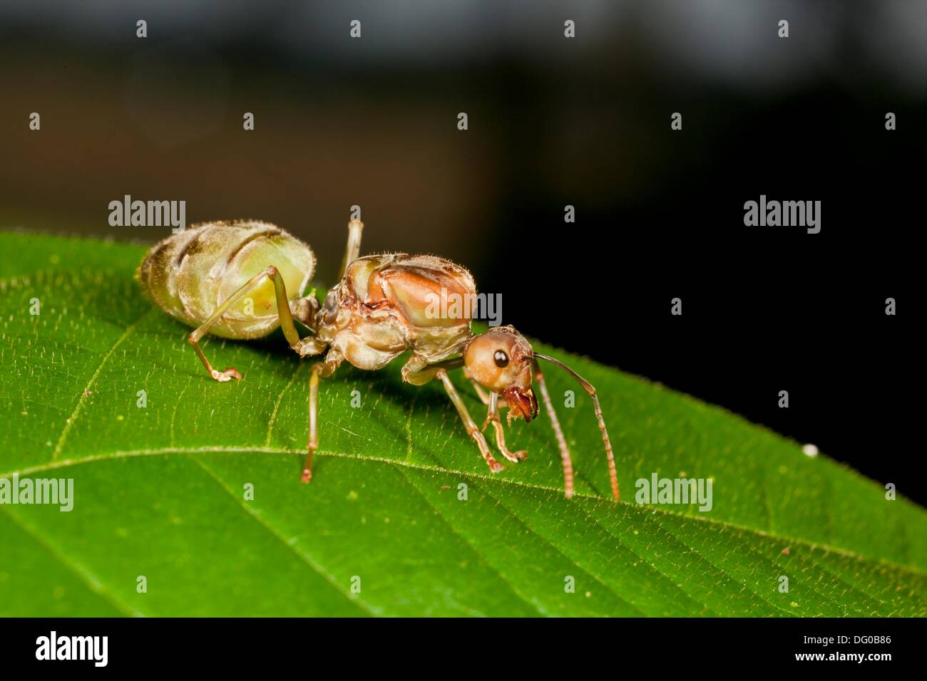Ants from skudup hi-res stock photography and images - Alamy