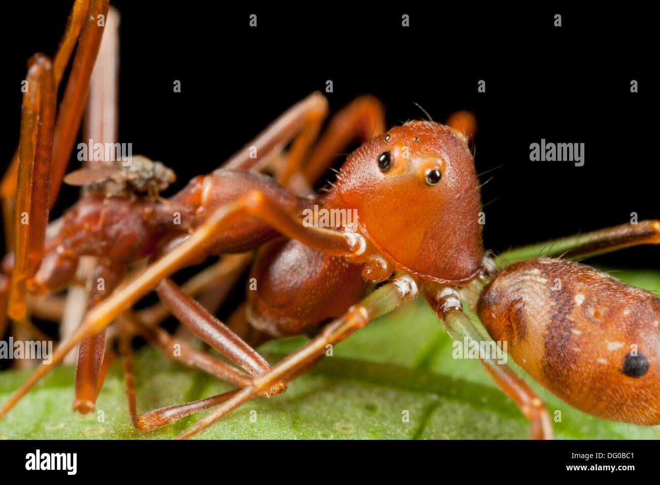 Red ant mimic spider hi-res stock photography and images - Alamy