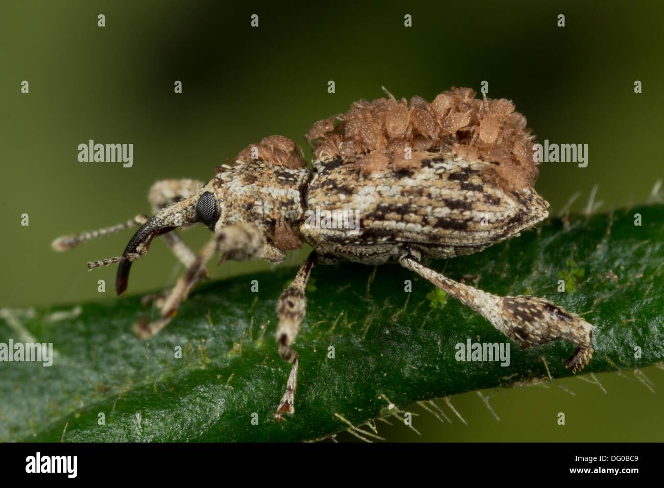Long horned weevil hi-res stock photography and images - Alamy