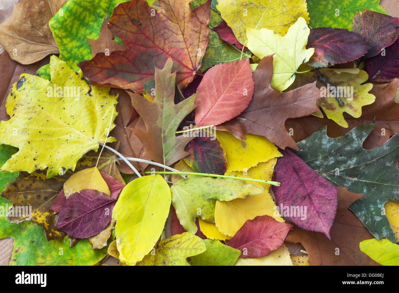 Beautiful set trees leaves hi-res stock photography and images - Alamy