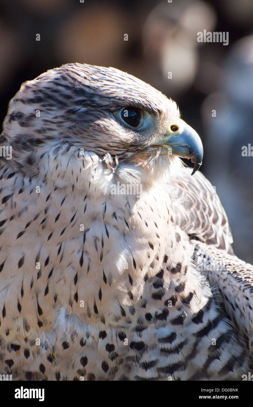 Peregrine. Falco peregrinus Stock Photo - Alamy