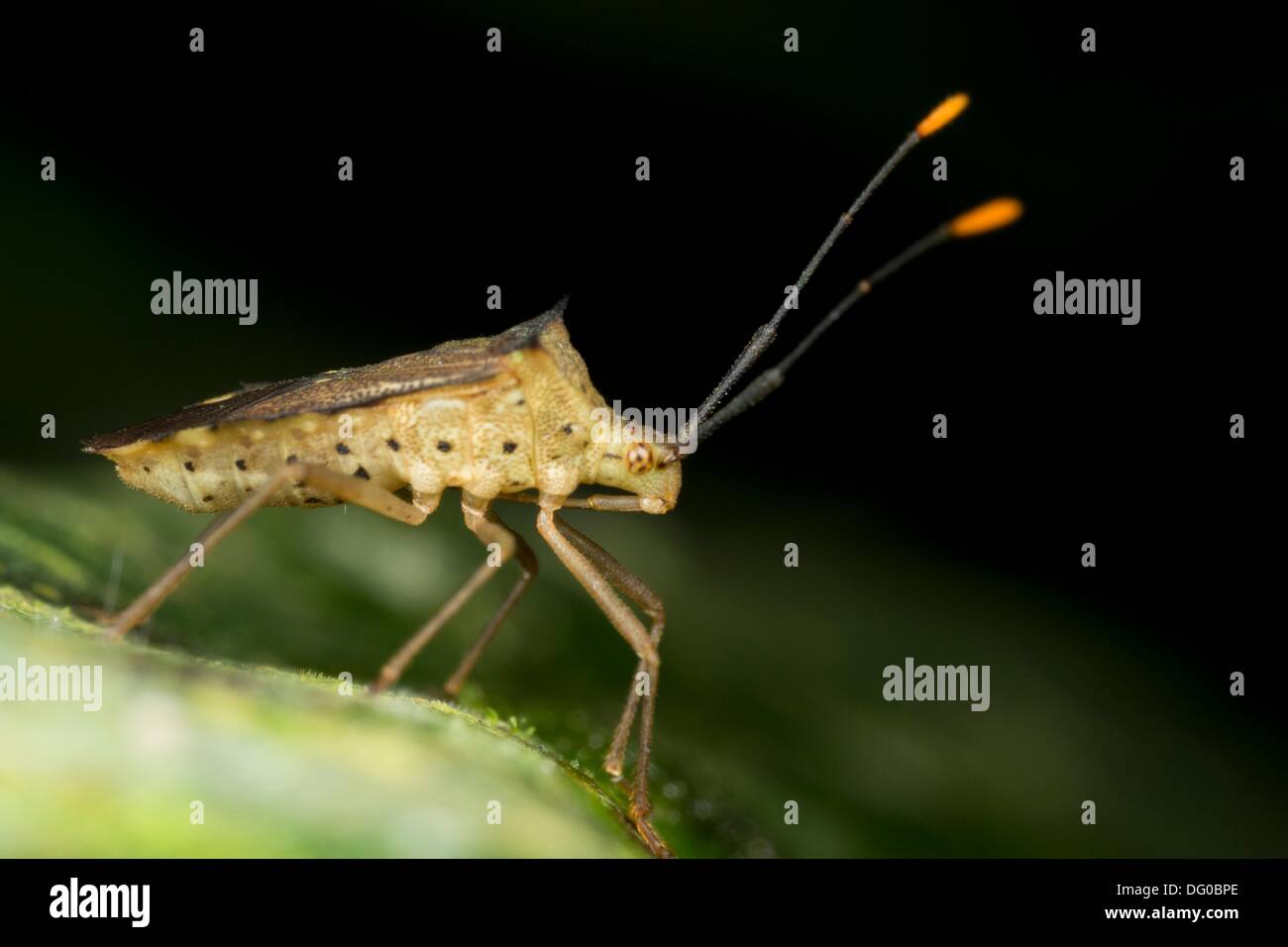 The assassin baby hi-res stock photography and images - Alamy