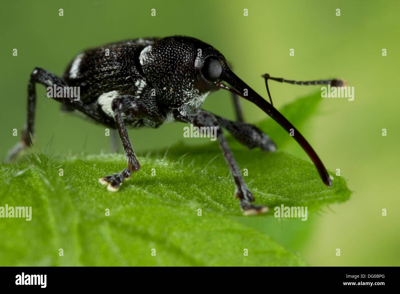 Long horned weevil hi-res stock photography and images - Alamy