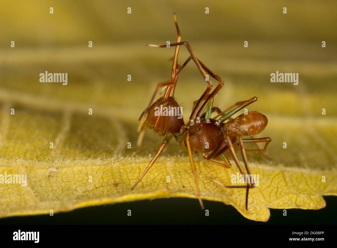 Ant mimic spider Stock Photo - Alamy
