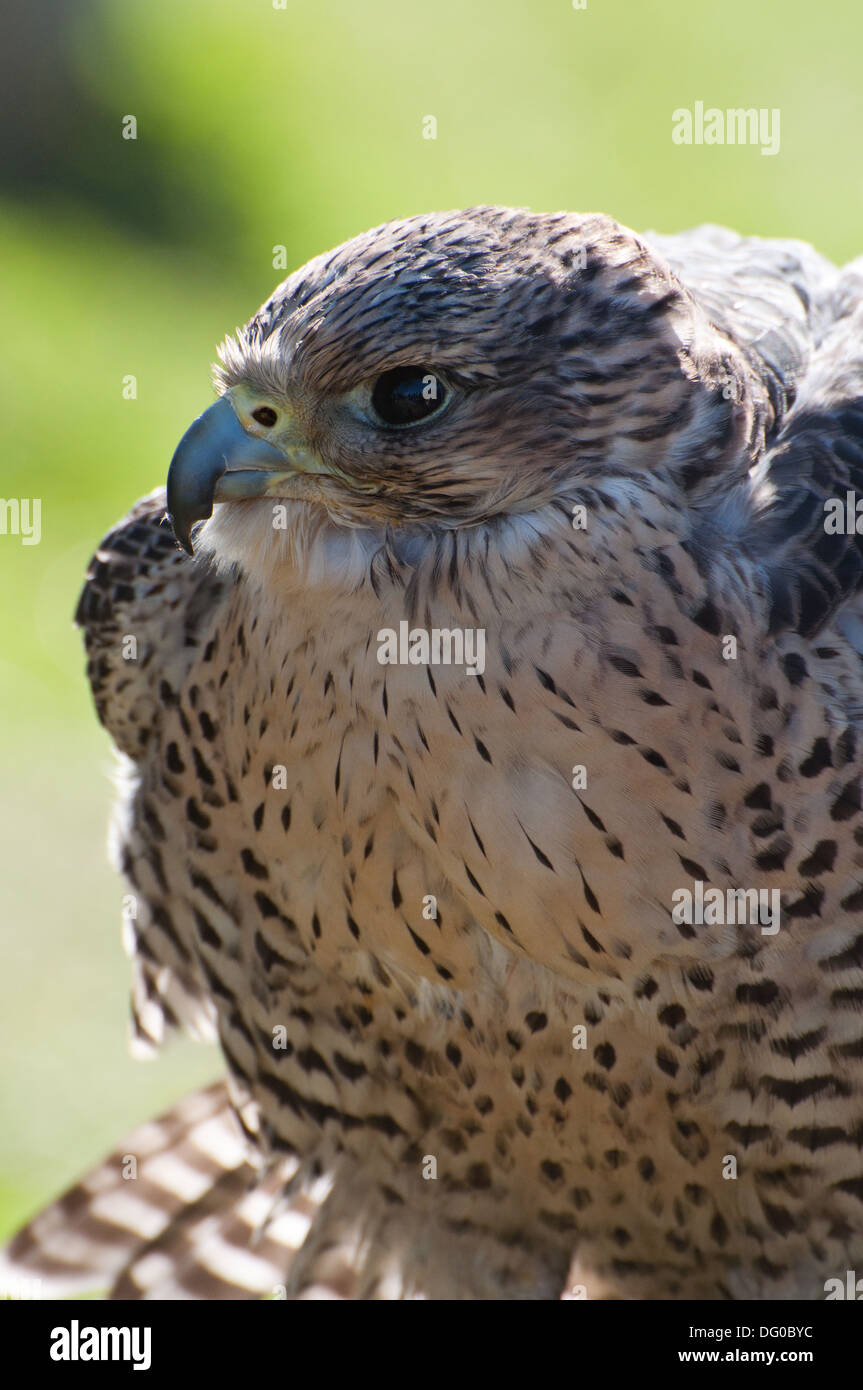 Peregrine hi-res stock photography and images - Alamy
