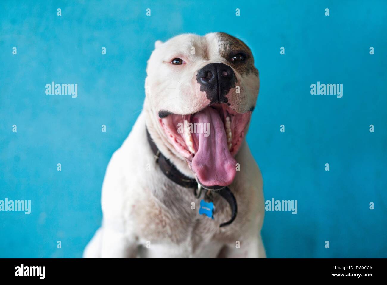 Pit bull yawning hi-res stock photography and images - Alamy
