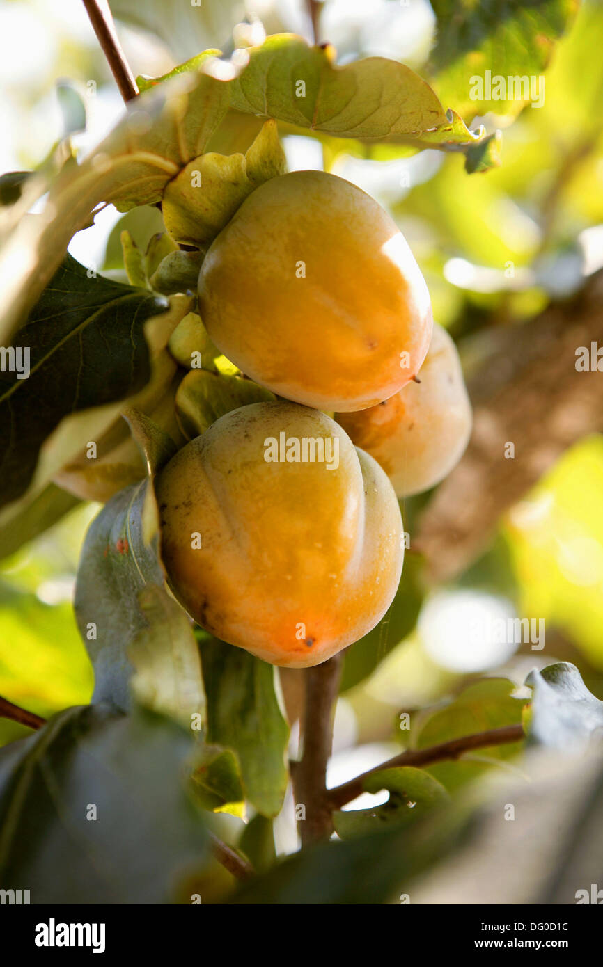 Persimon tree giving its fruits Stock Photo - Alamy