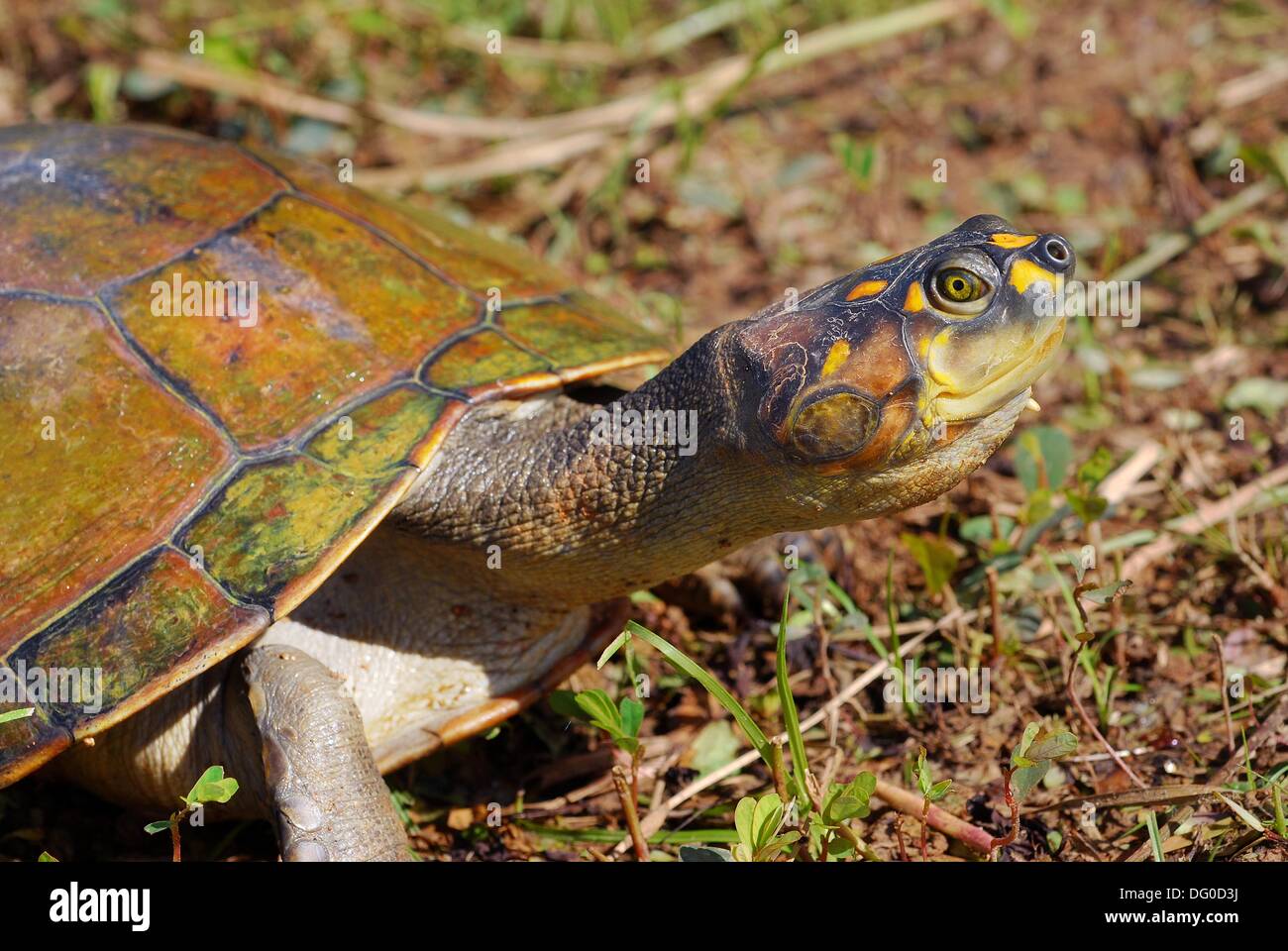 Pelomedusidae High Resolution Stock Photography and Images - Alamy