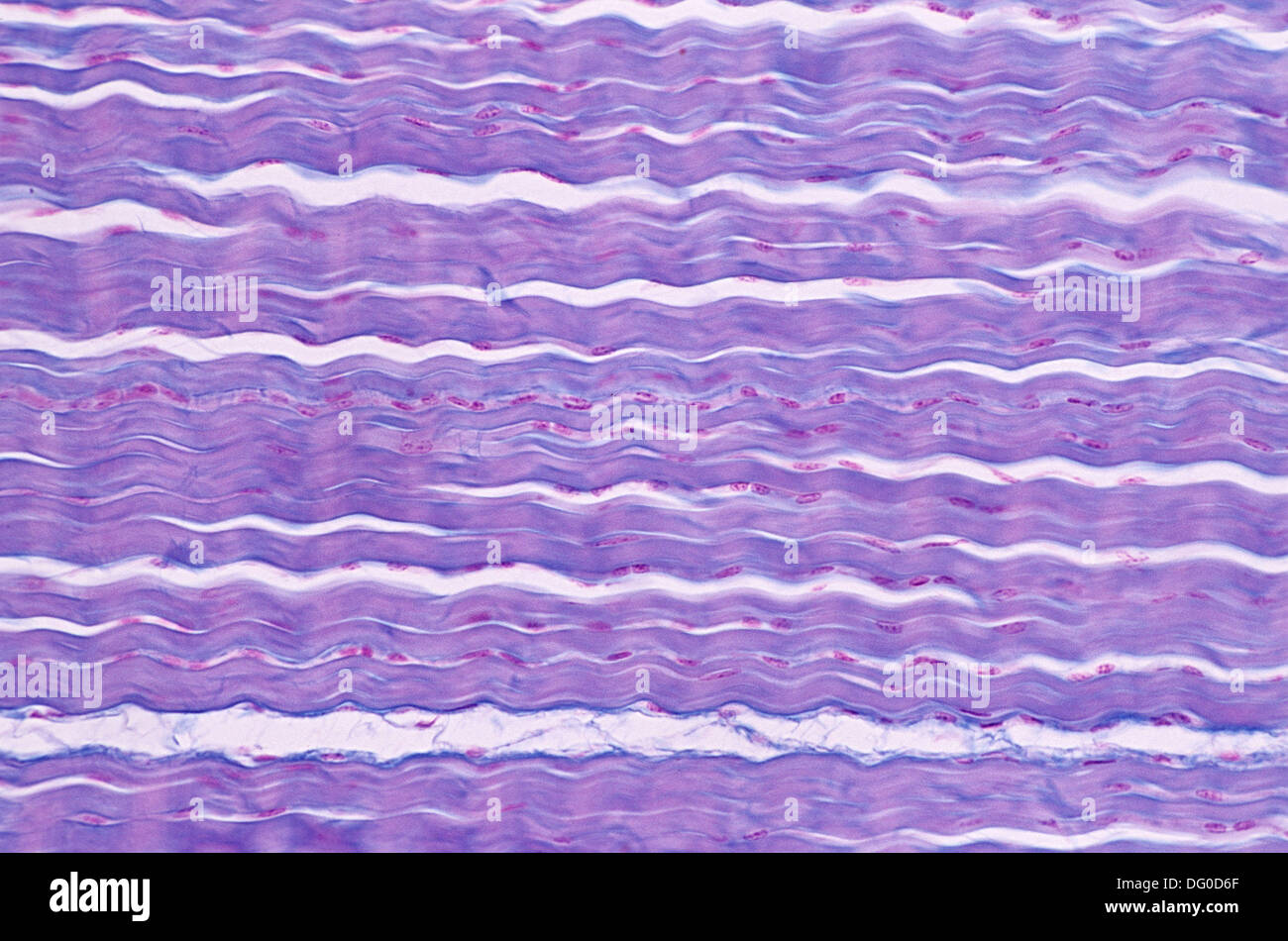 Muscle Science High Resolution Stock Photography and Images - Alamy