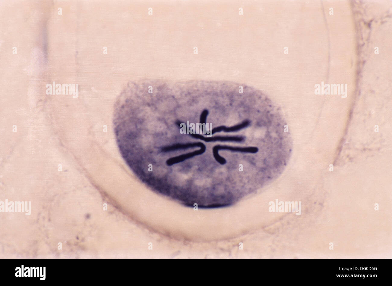 Mitosis Prophase Stock Photos & Mitosis Prophase Stock Images - Alamy