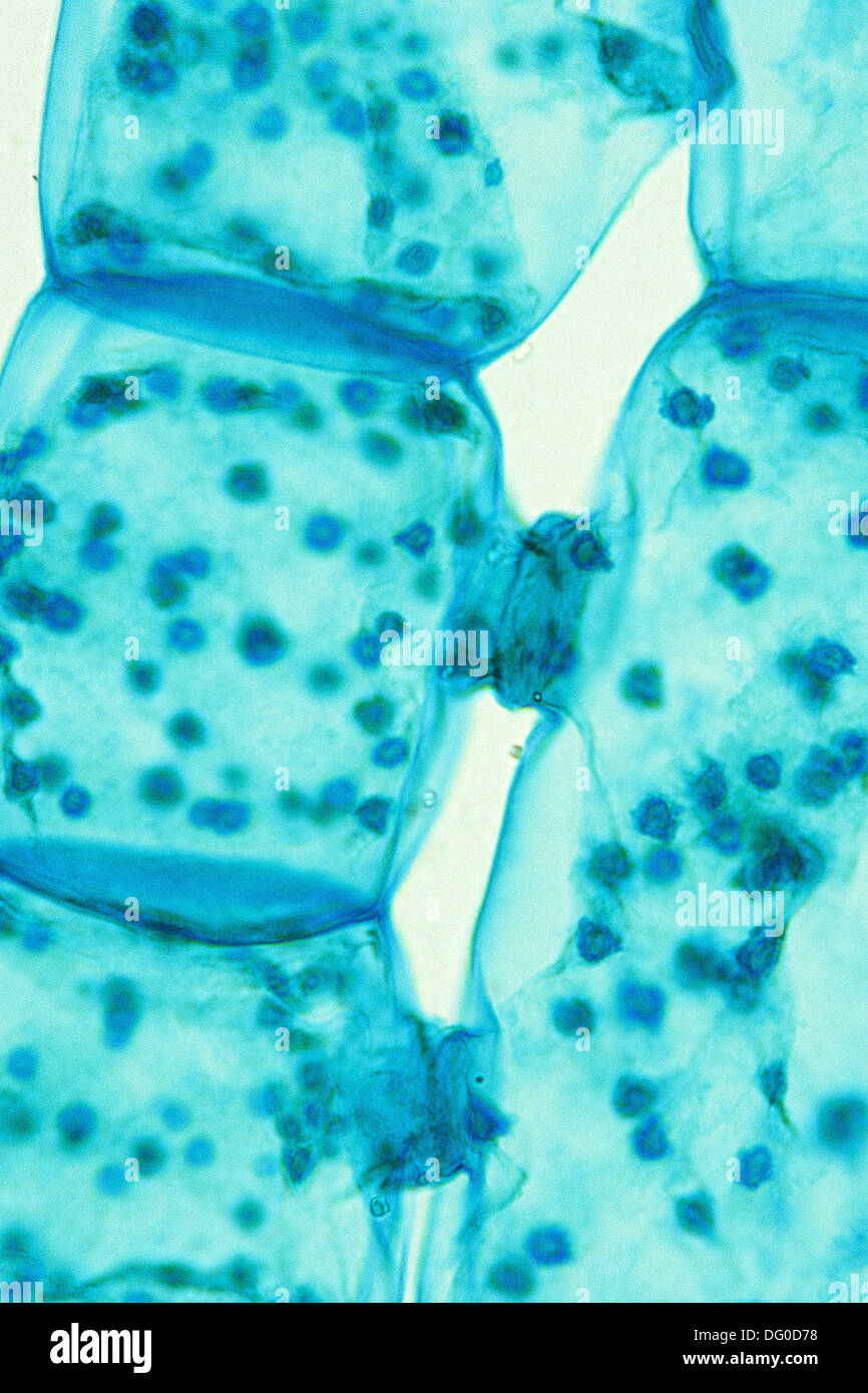 Filamentous Alga High Resolution Stock Photography and Images - Alamy