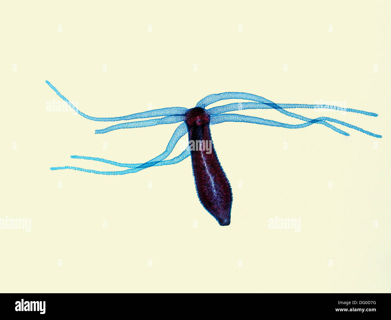 Asexual Reproduction High Resolution Stock Photography and Images - Alamy