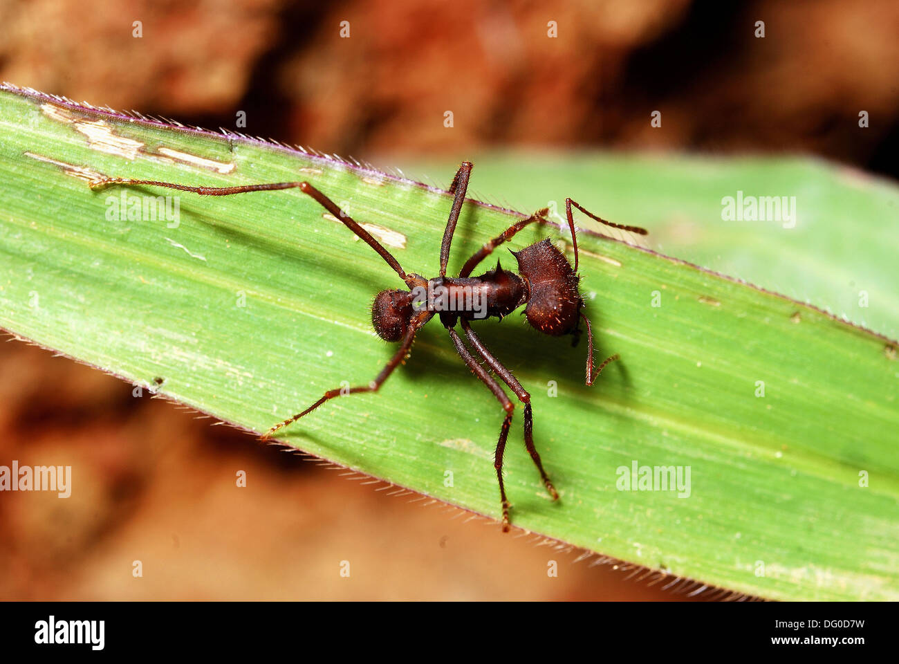 Ant Worker High Resolution Stock Photography and Images - Alamy