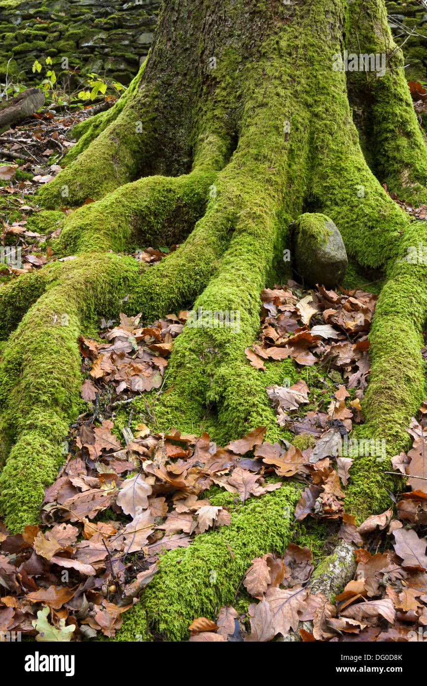 Golden Oak High Resolution Stock Photography and Images - Alamy