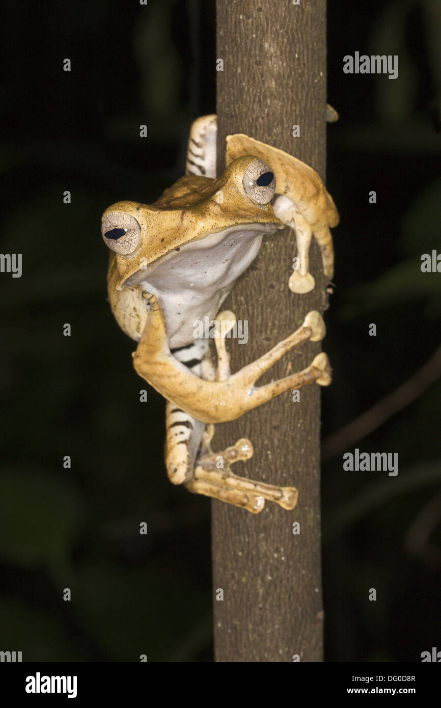 File-eared Tree Frog, Polypedates otilophus, Danum Valley, Sabah ...
