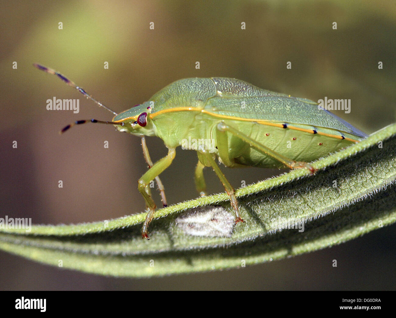 Pentatomid hi-res stock photography and images - Alamy