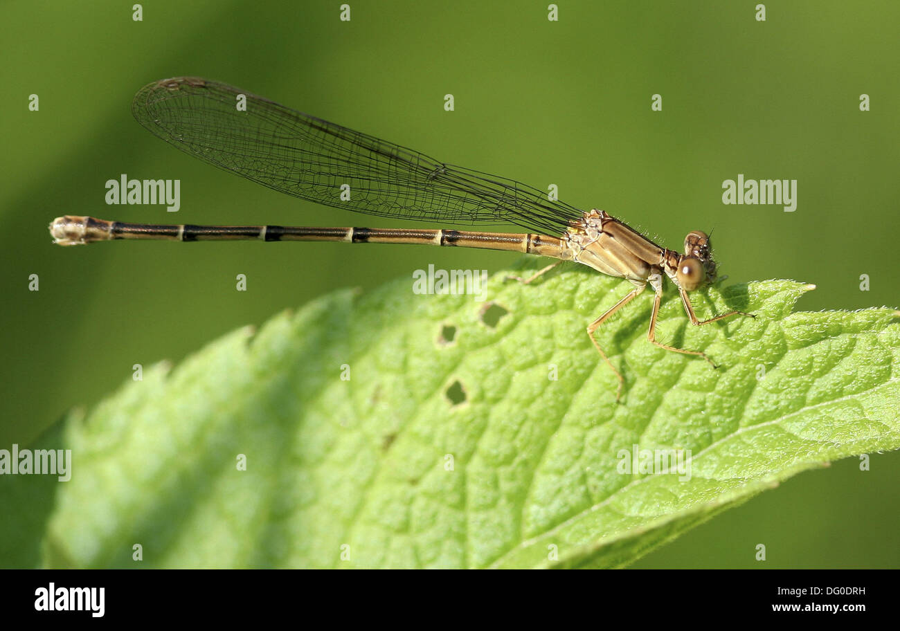 Argia moesta hi-res stock photography and images - Alamy