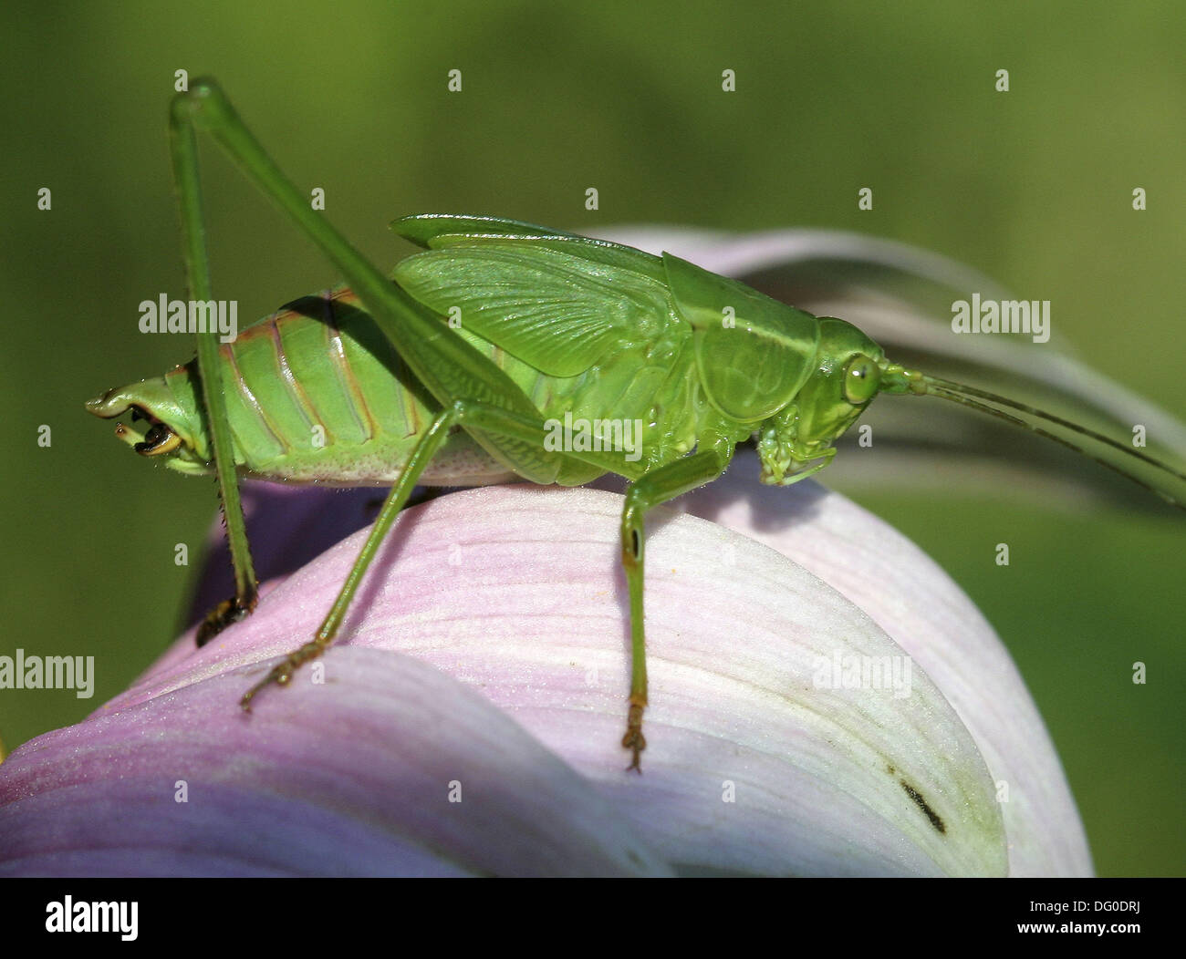 Orthoptera Tettigoniidae