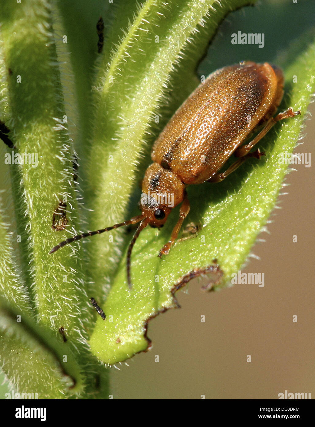 Chrysomelidae Leaf Beetles