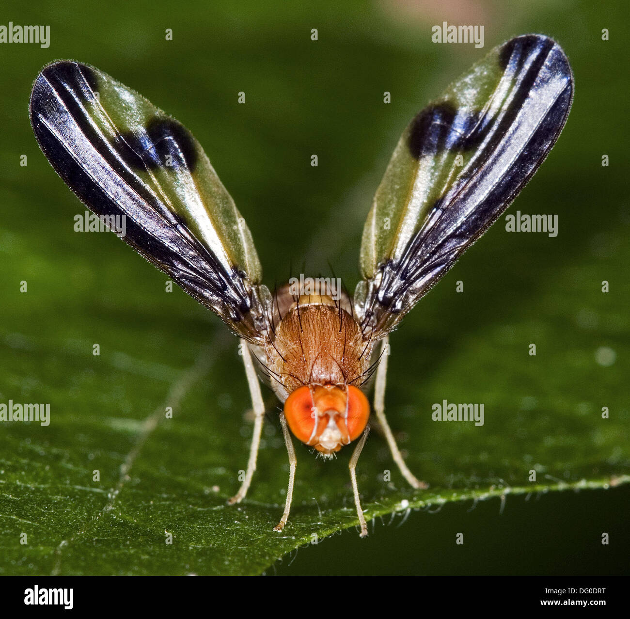 Wing fly hi-res stock photography and images - Alamy