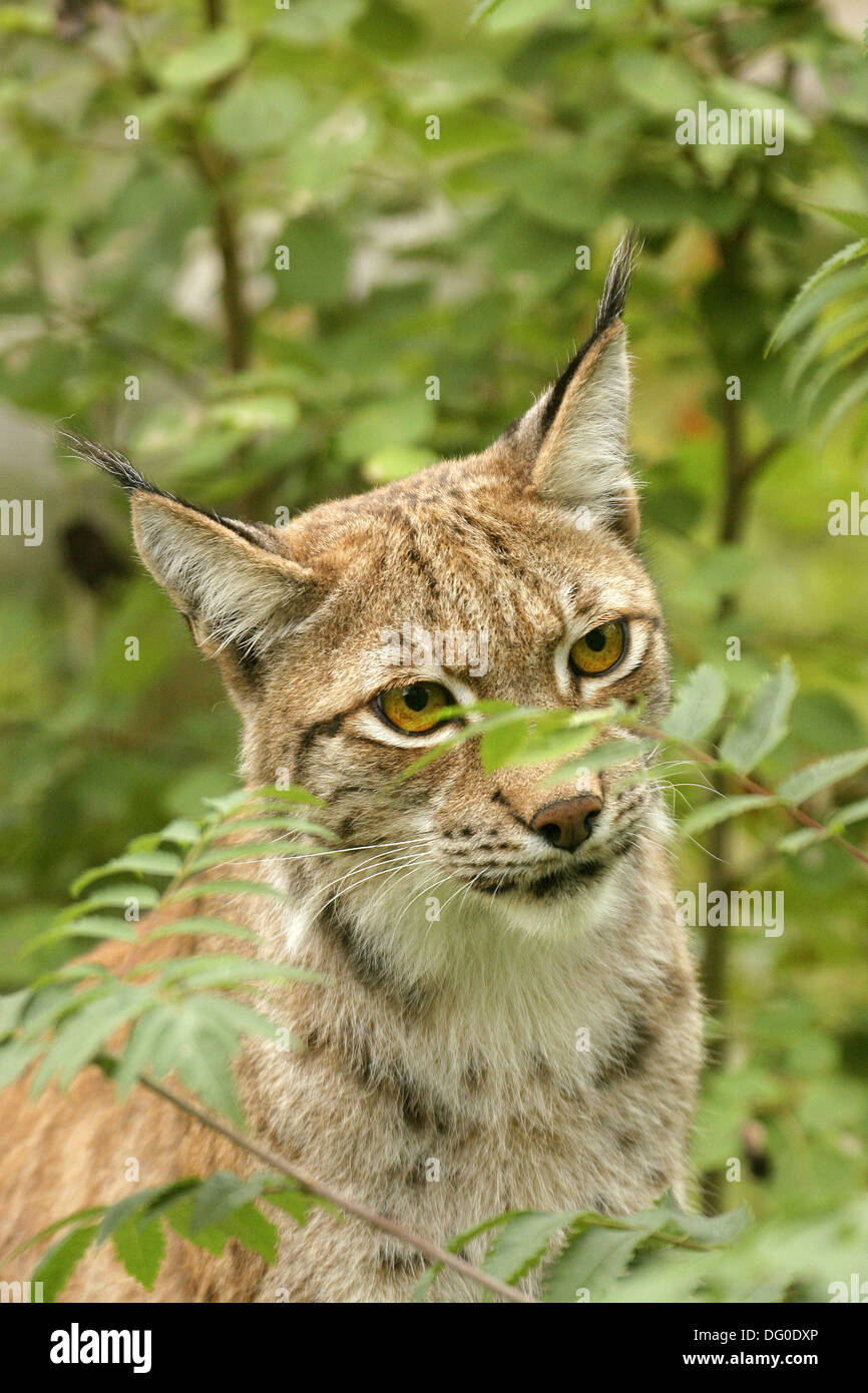 Lynx Headshot High Resolution Stock Photography and Images - Alamy