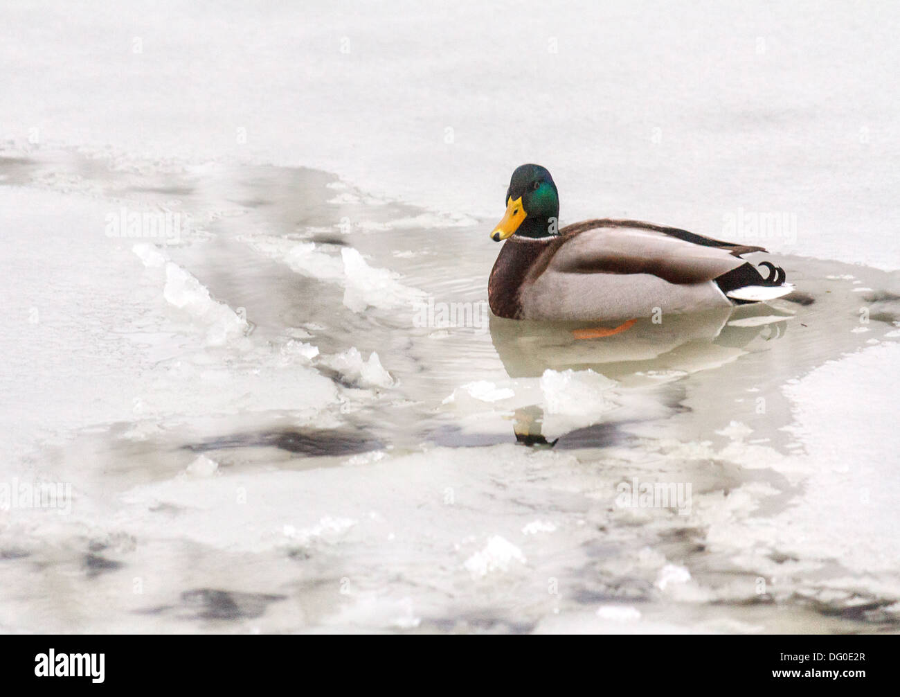 Patch of ice hi-res stock photography and images - Alamy